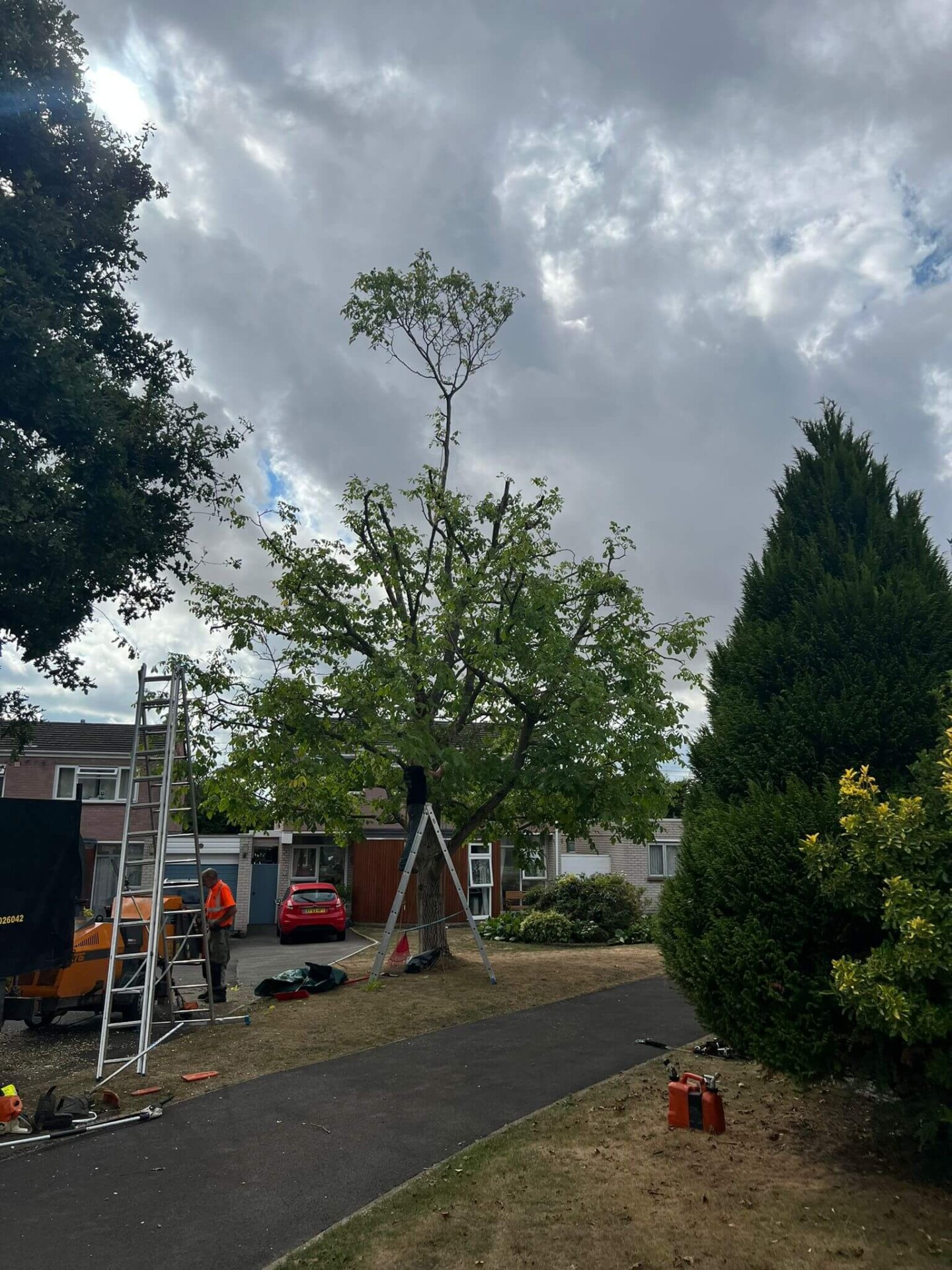 Tree Surgeon in Brentwood and Chelmsford | Turner's Tree Surgery